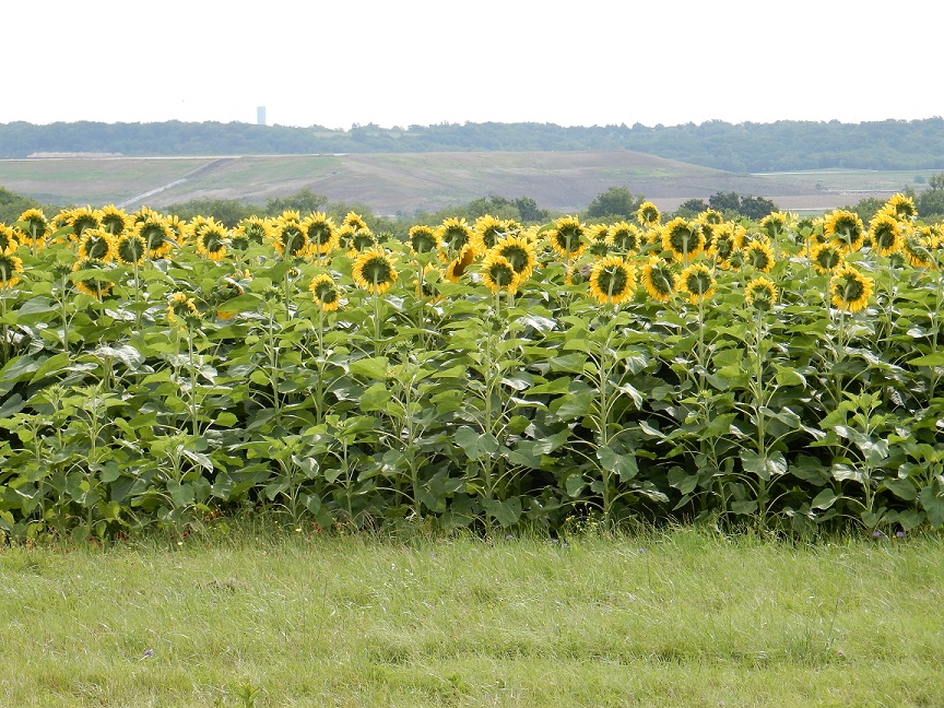 Sunflower Forest | It's a long story