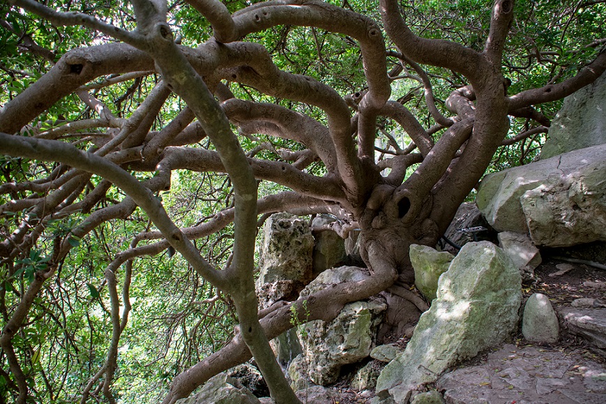 Tree in Japanese Garden | It's a long story