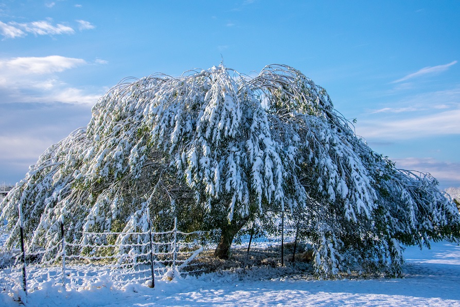 Tree in Snow | It's a long story