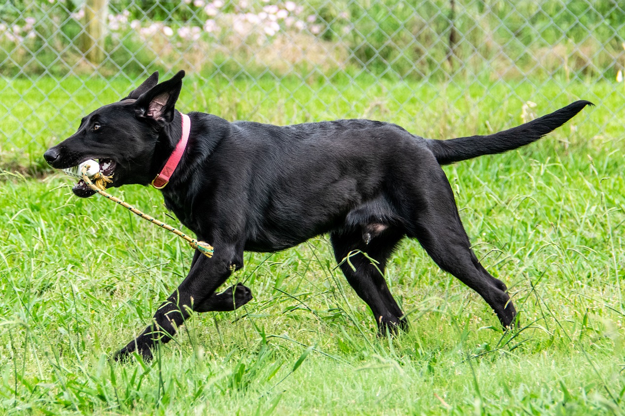 Ruckus Running Amok | It's a long story