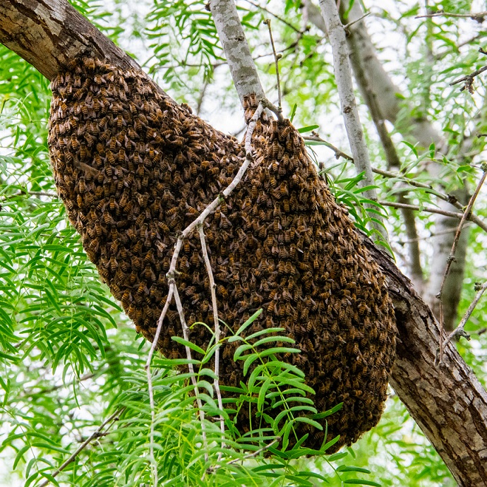 Bee Swarm | It's a long story