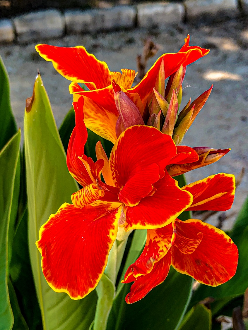 Canna Lily “Lucifer” | It's a long story