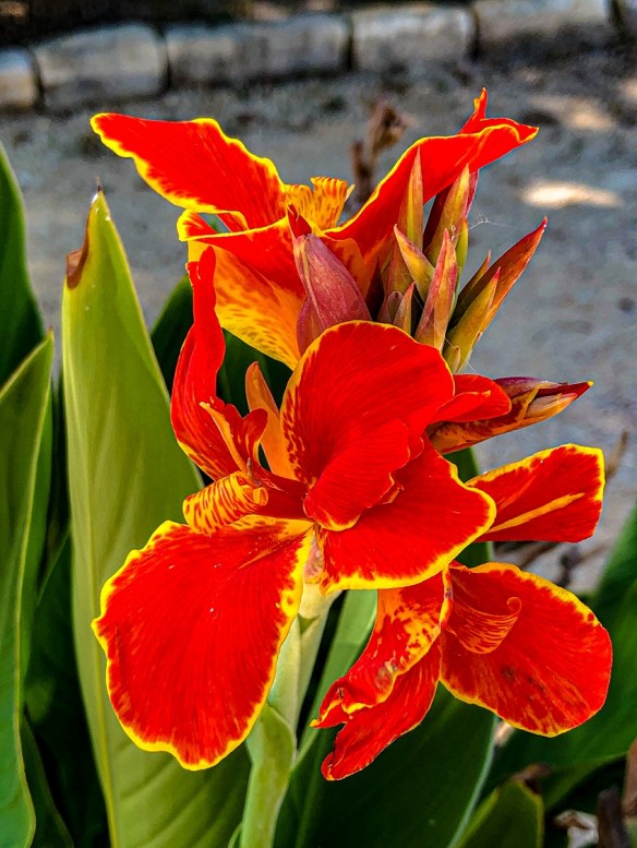 Canna Lily “Lucifer” | It's a long story