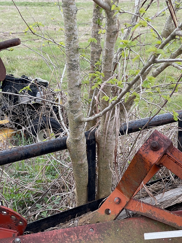 Hackberry Trees Growing Wherever They Want | It's a long story