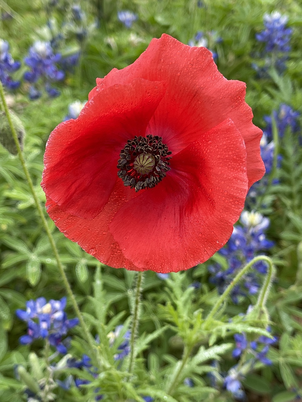 Red Corn Poppy | It's a long story