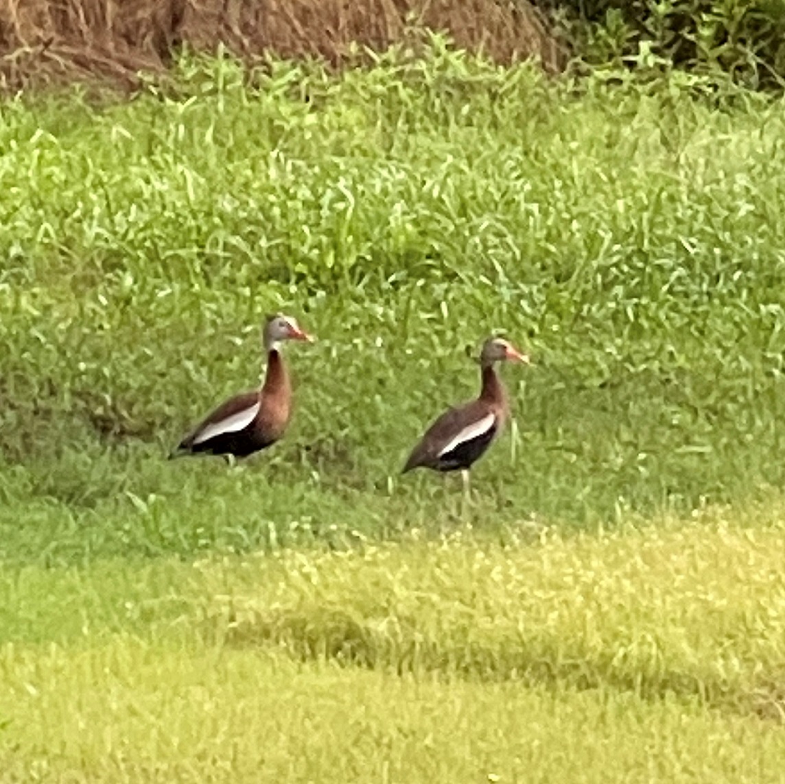 Tree Ducks in the Yard | It's a long story