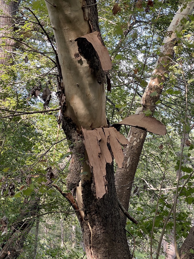 Peeling Tree Bark | It's a long story