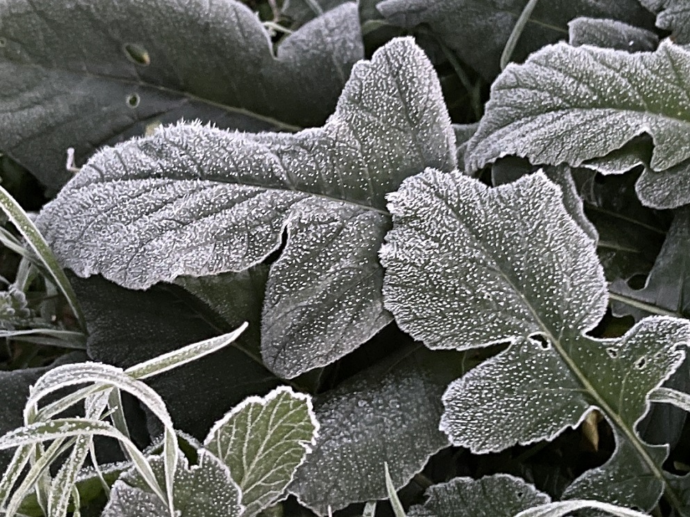 First Frost | It's a long story