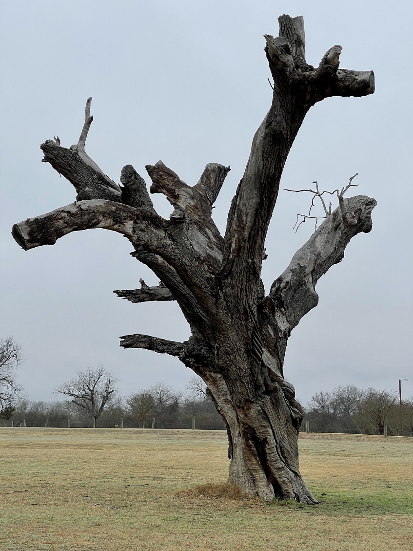 Still a Beautiful Tree | It's a long story