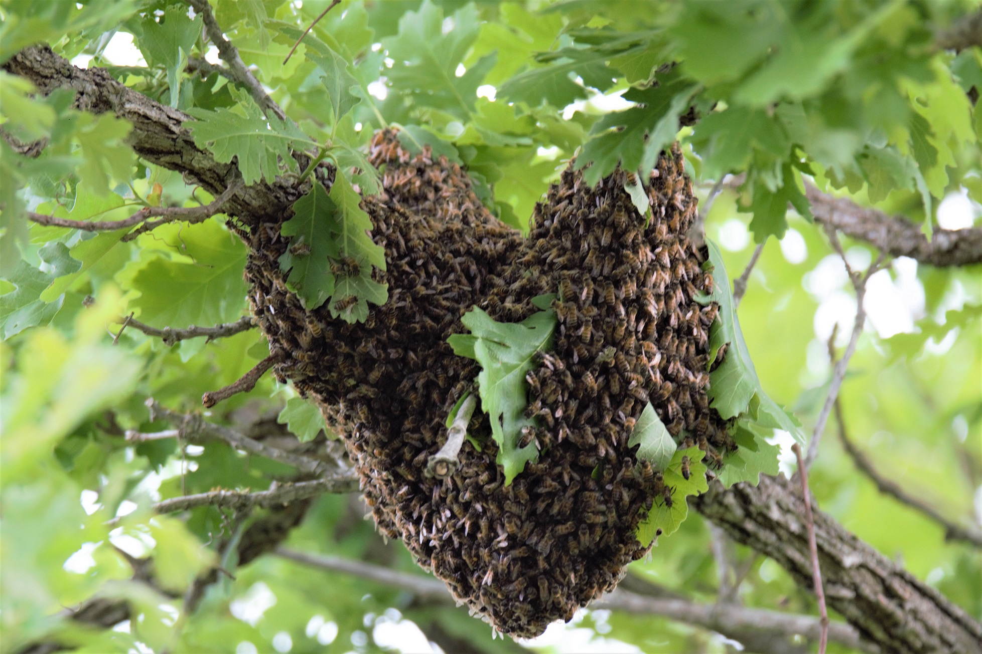 A Bee Swarm | It's a long story