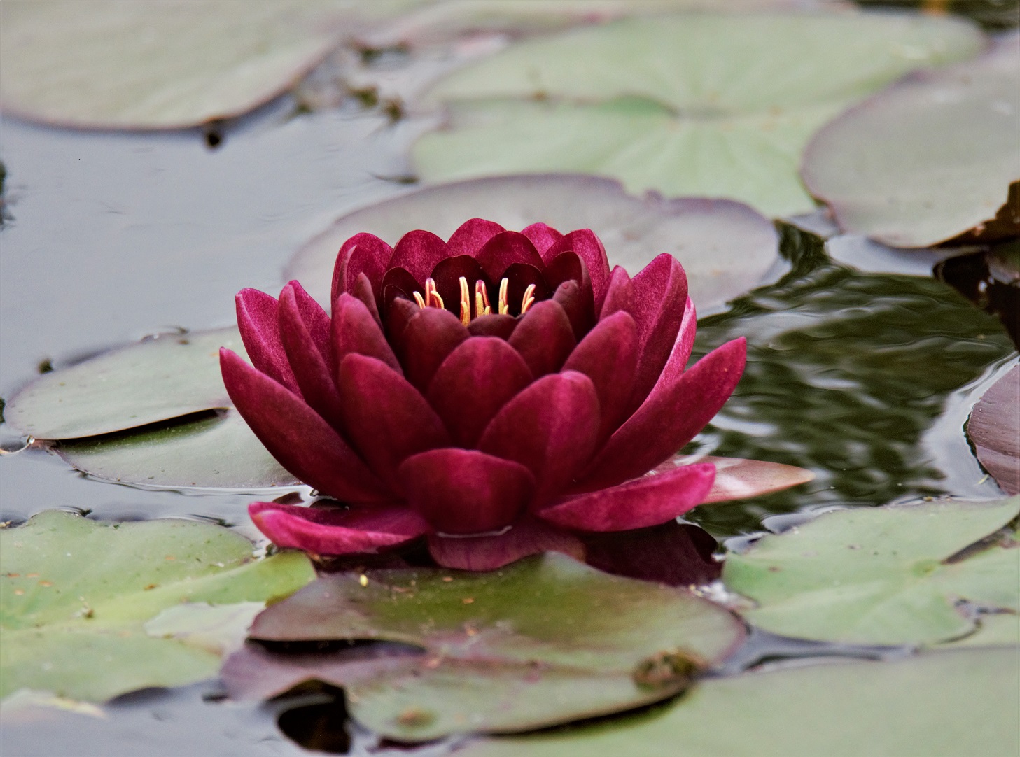 Red Water Lilies