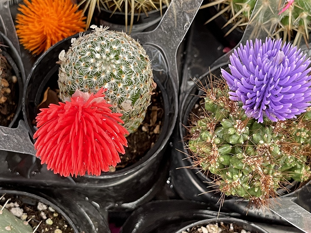 Colorful Cacti | It's a long story