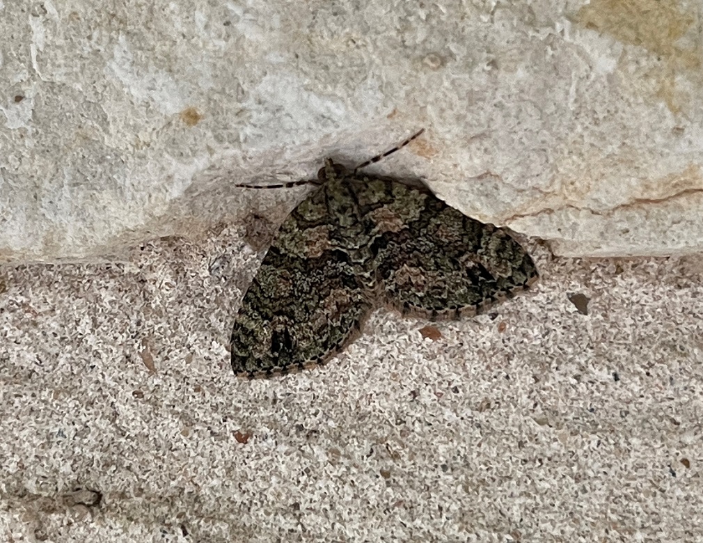 Moth on the Stone Wall | It's a long story
