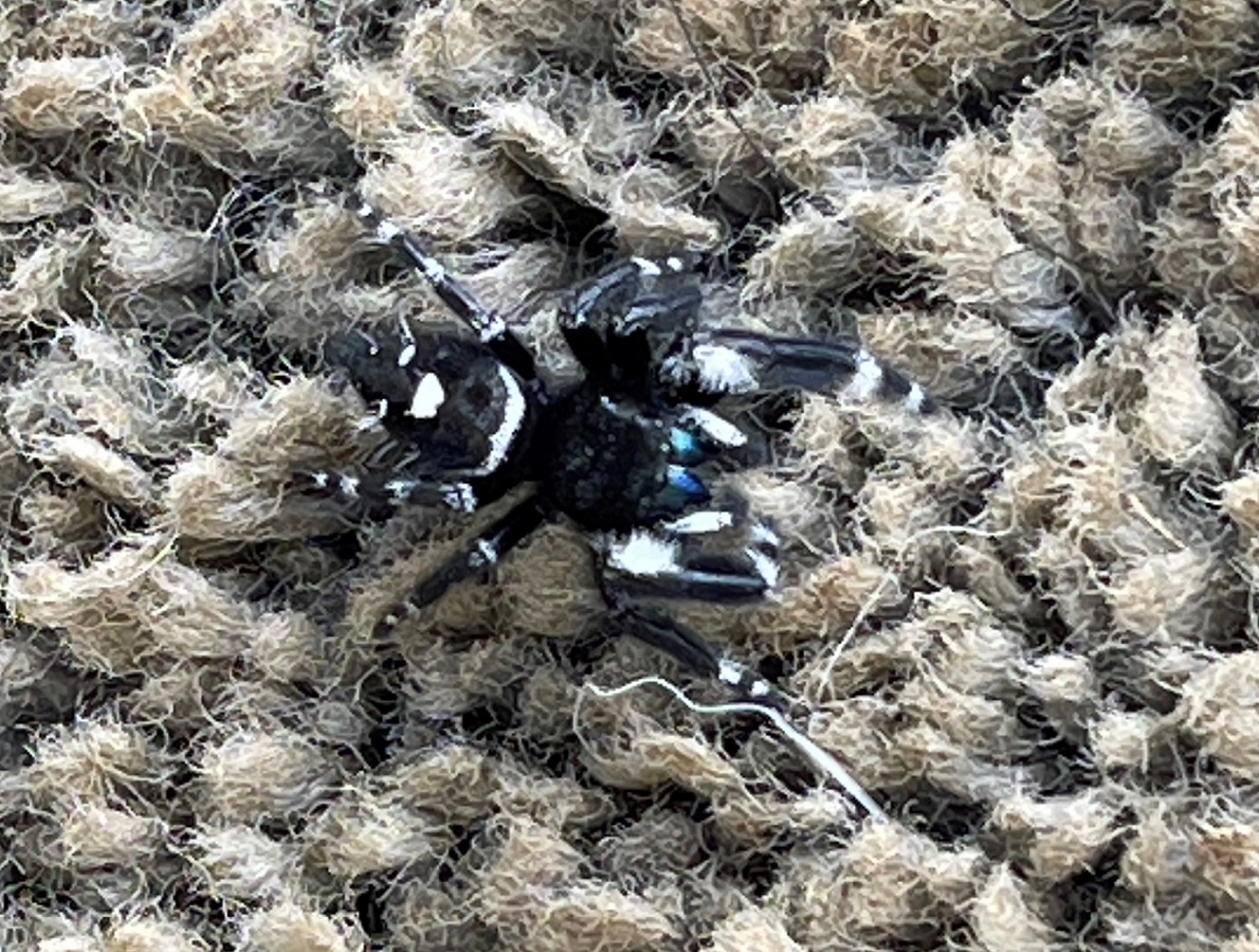 Blurry Spider | It's a long story