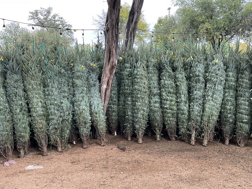 Christmas Trees, Wrapped | It's a long story