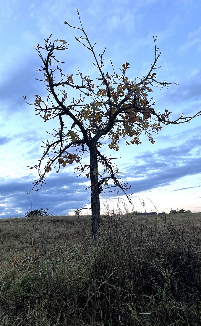 Burr Oak Tree after the Rain | It's a long story
