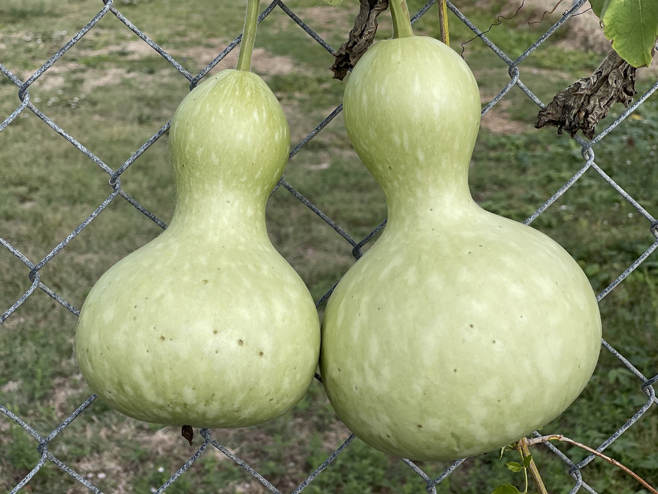 Two Gourds | It's a long story