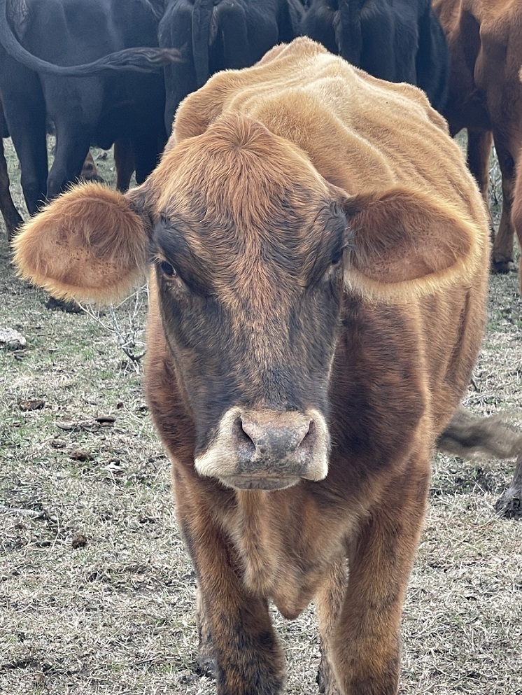 Calico Calf | It's a long story