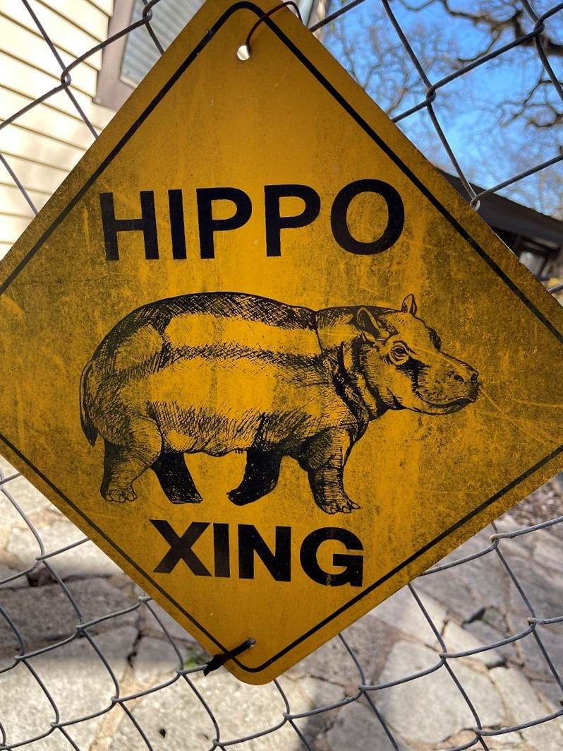 Hippo Crossing | It's a long story