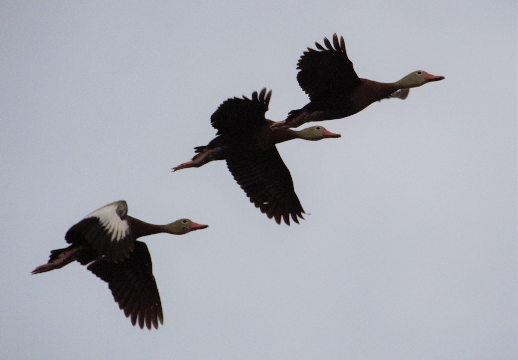 Three Black-bellied Whistling Tree Ducks in Flight | It's a long story