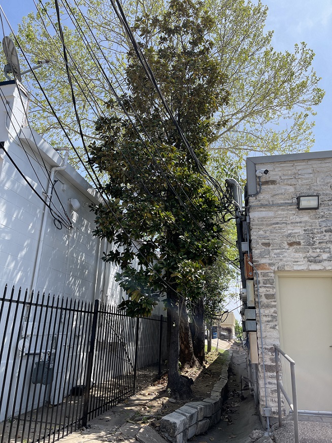 Trees, Wires, Buildings | It's a long story