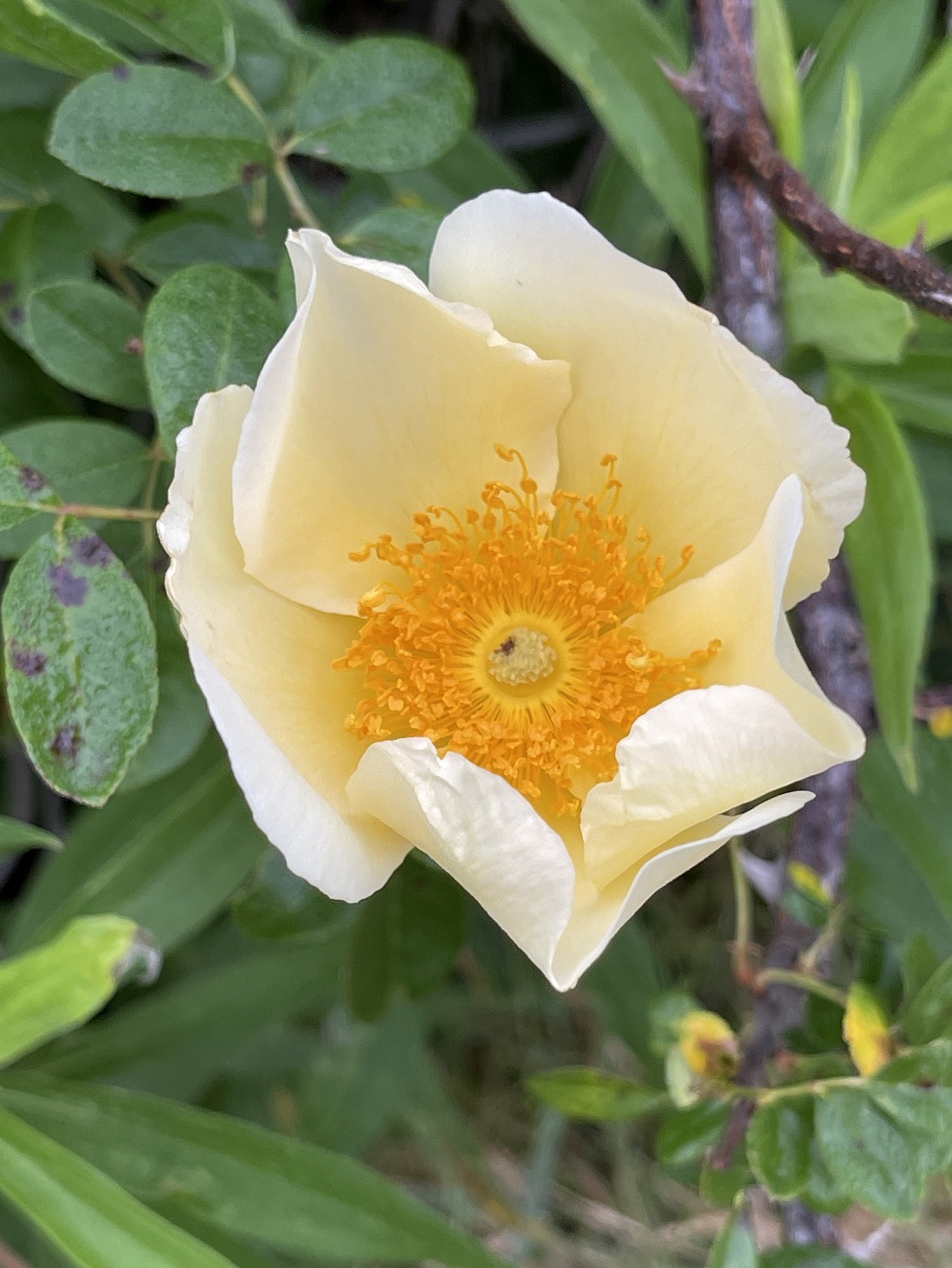 Mermaid Rose | It's a long story