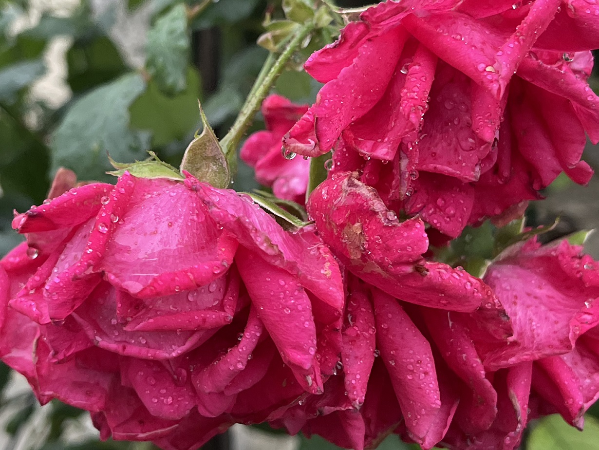 Roses in the Rain | It's a long story