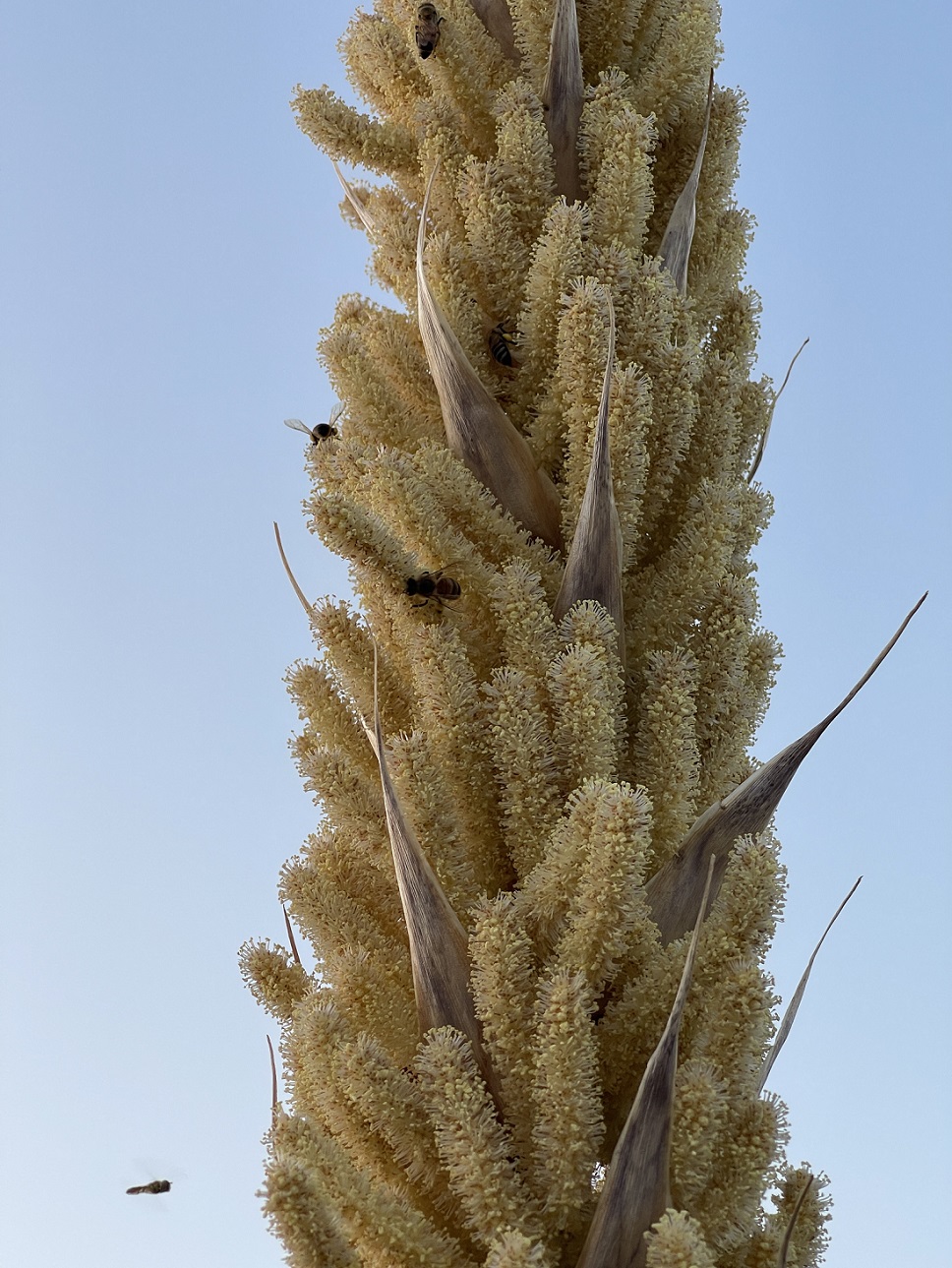 Bee Attraction | It's a long story