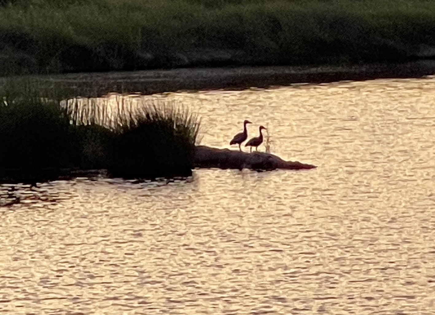 Two Black-bellied Whistling Tree Ducks | It's a long story