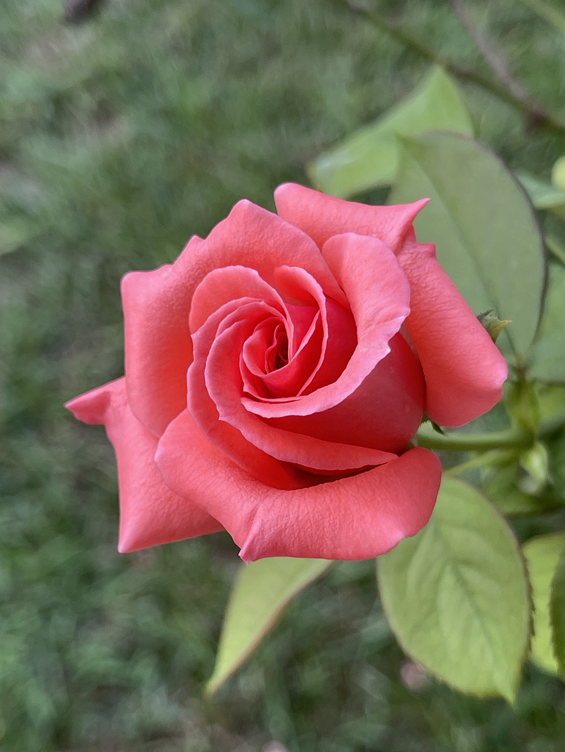 Rose Blooming | It's a long story