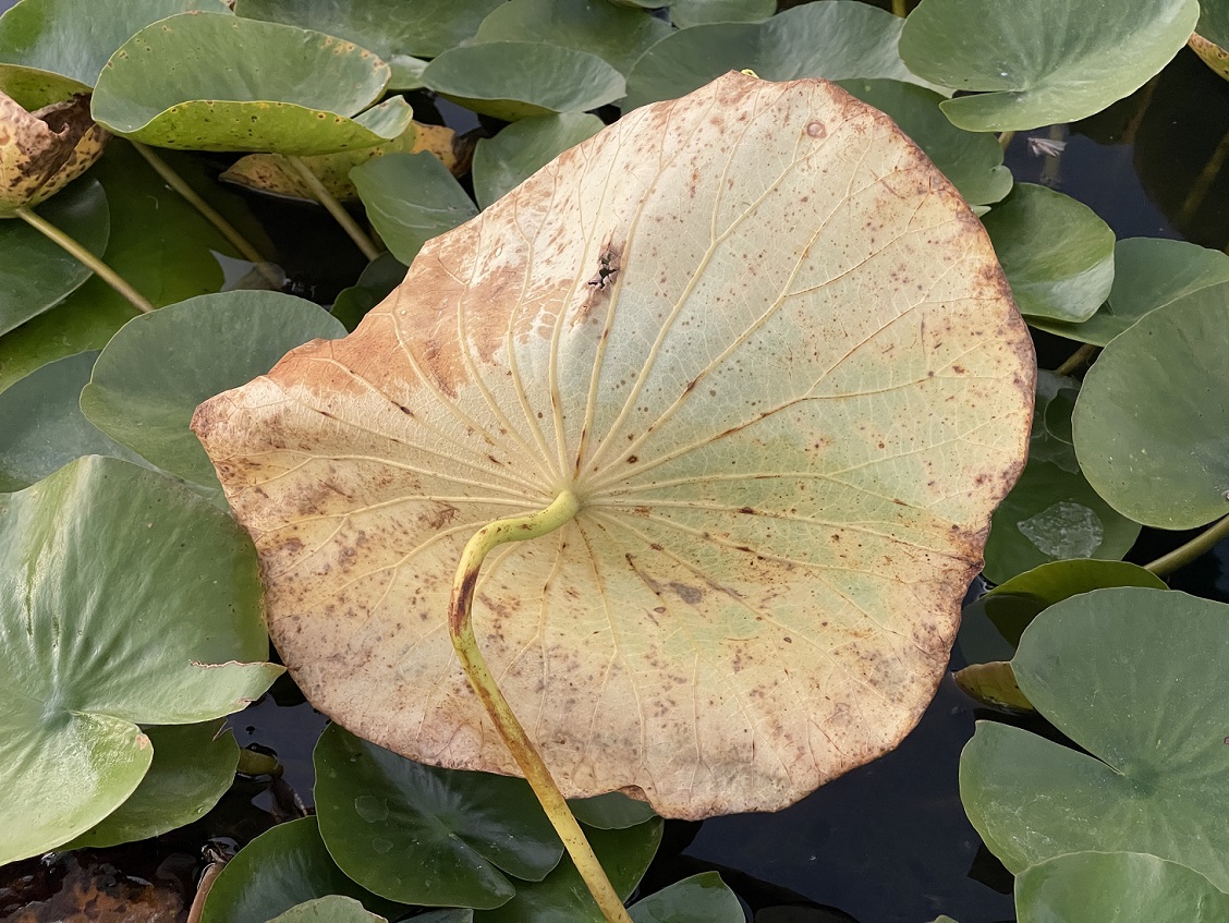 The Backside of a Lily Pad | It's a long story