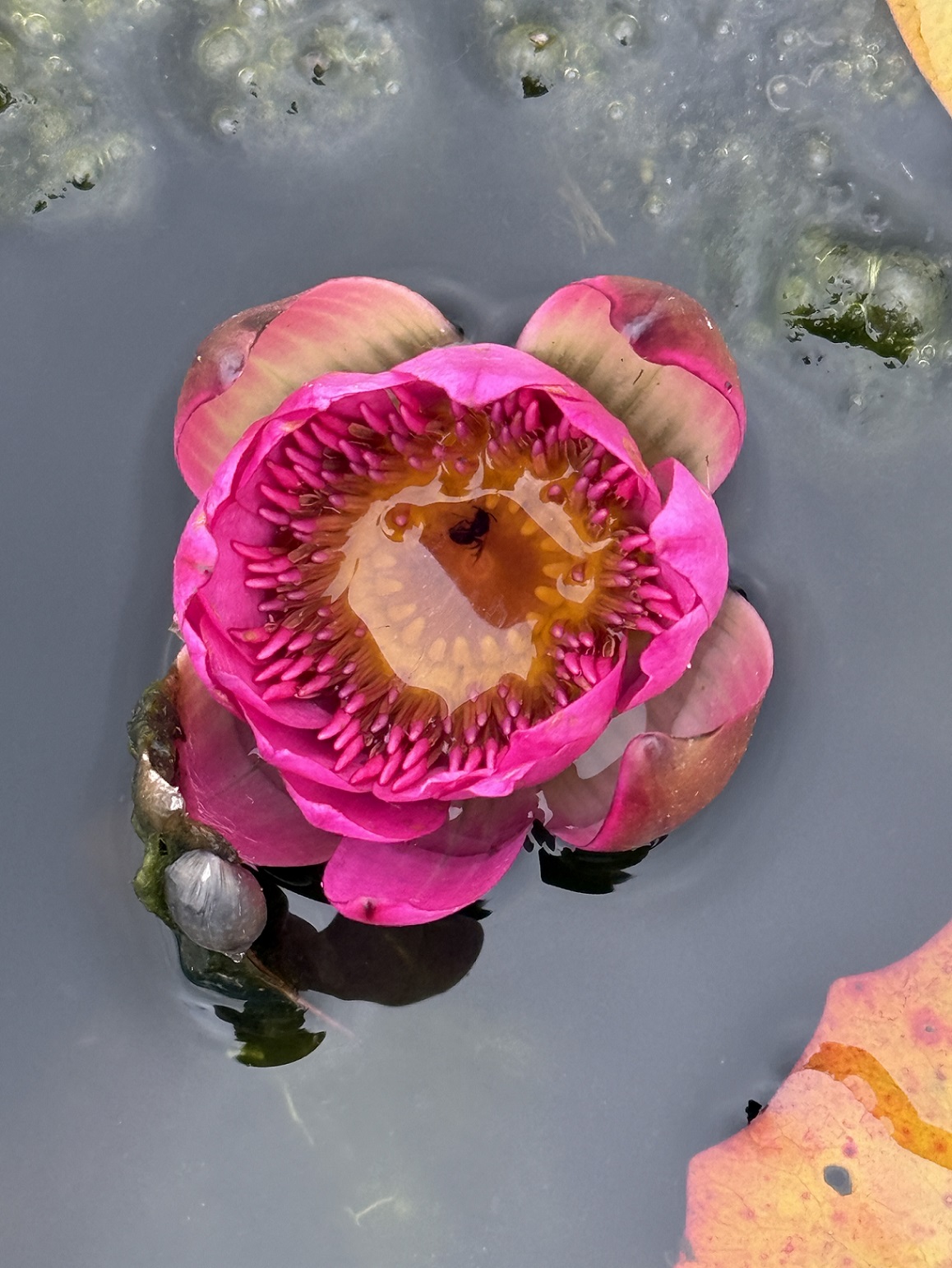 Lily Blooming in December | It's a long story