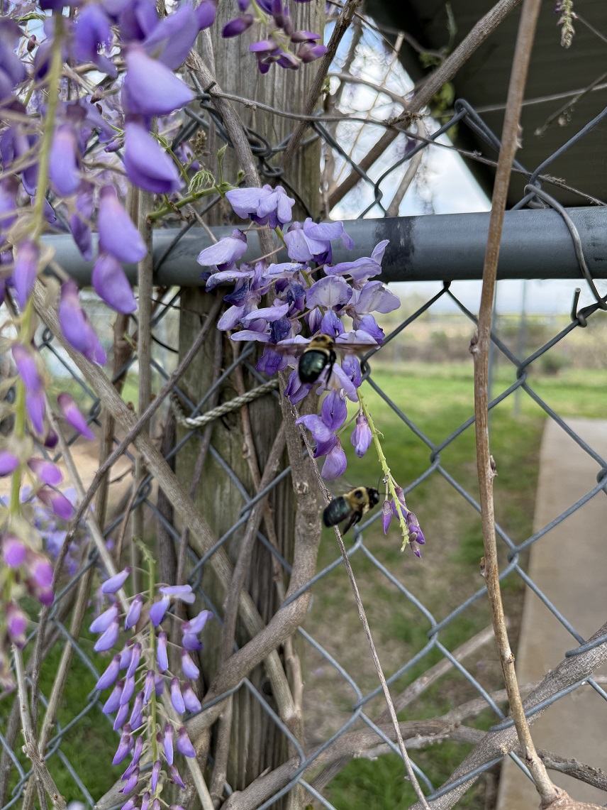 Wisteria and Two Bumblebees | It's a long story
