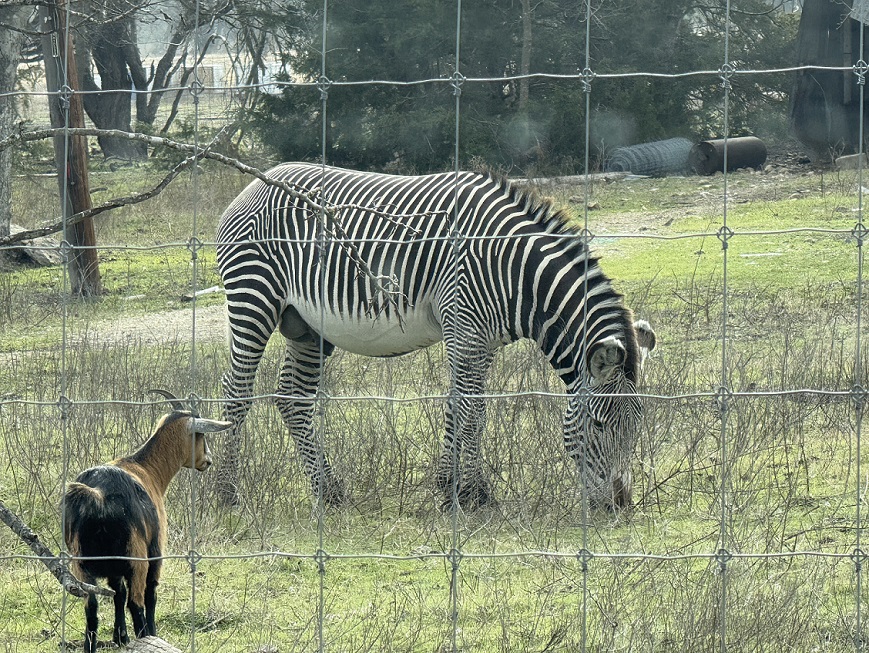Zebra and Goat | It's a long story