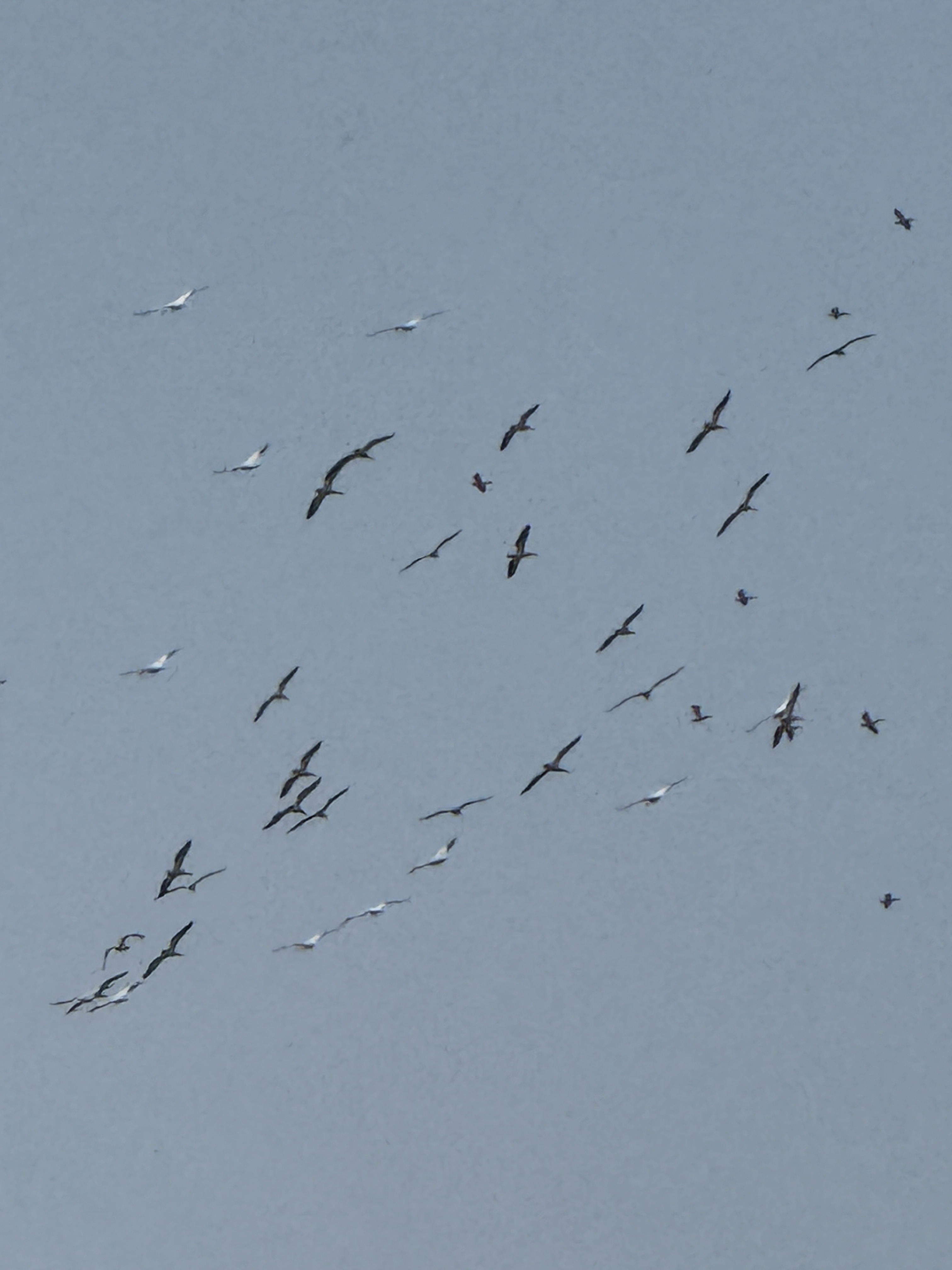 Flock of Birds | It's a long story