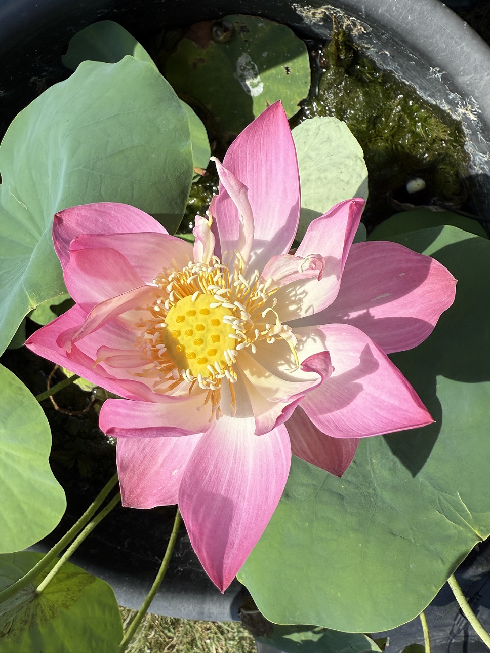 Lotus Flower | It's a long story