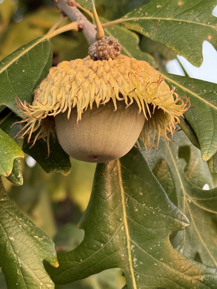 Burr Oak Acorn | It's a long story