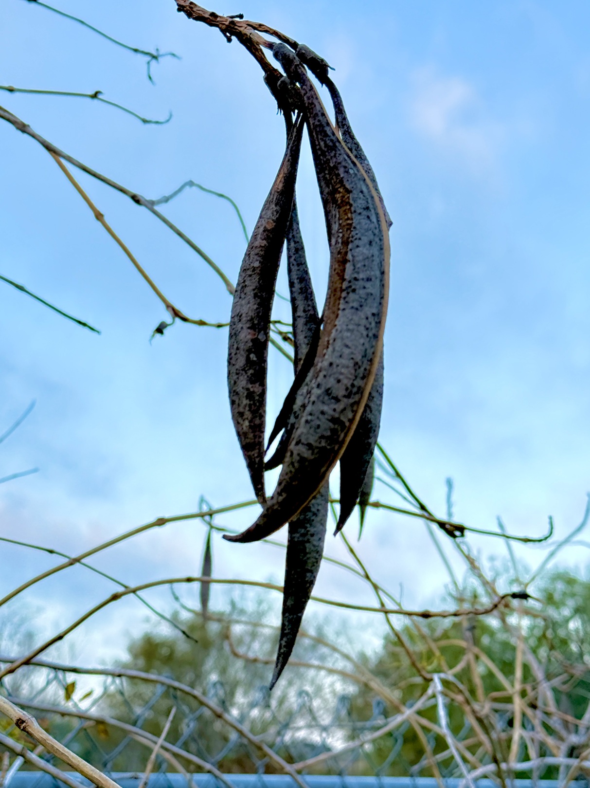 Trumpet Vine Seed Pods | It's a long story