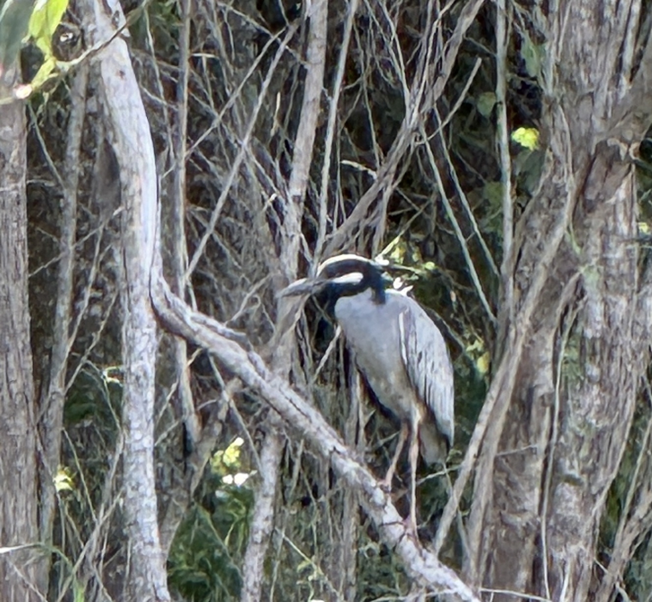 Yellow-crowned Night Heron | It's a long story