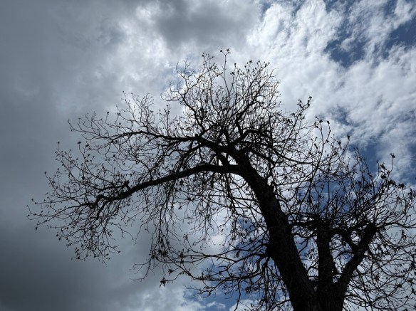 Clouds and Dead Tree | It's a long story